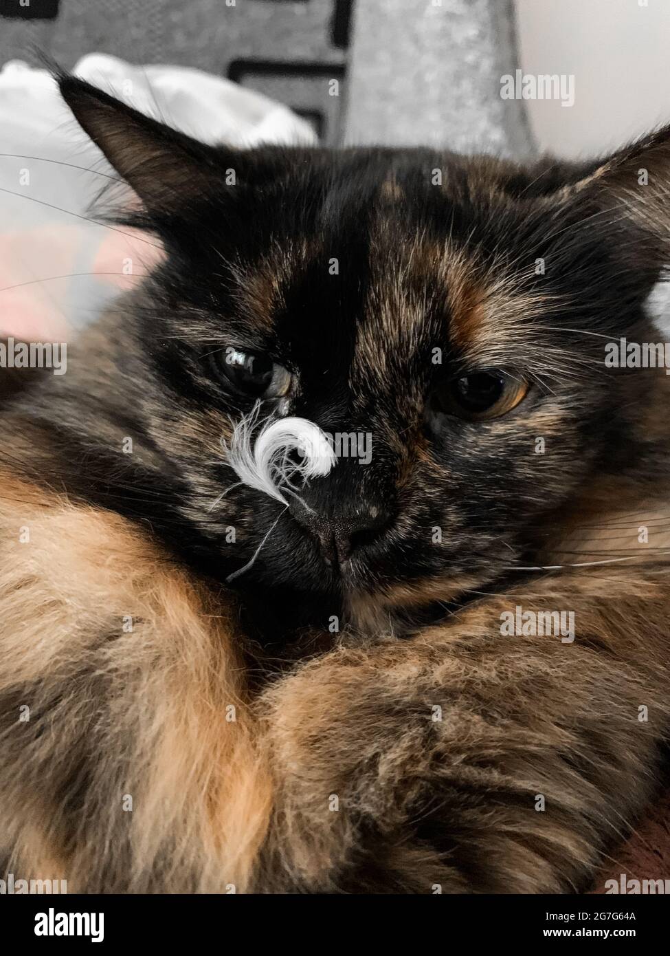 Closeup shot of a fluffy cat with a feather Stock Photo - Alamy