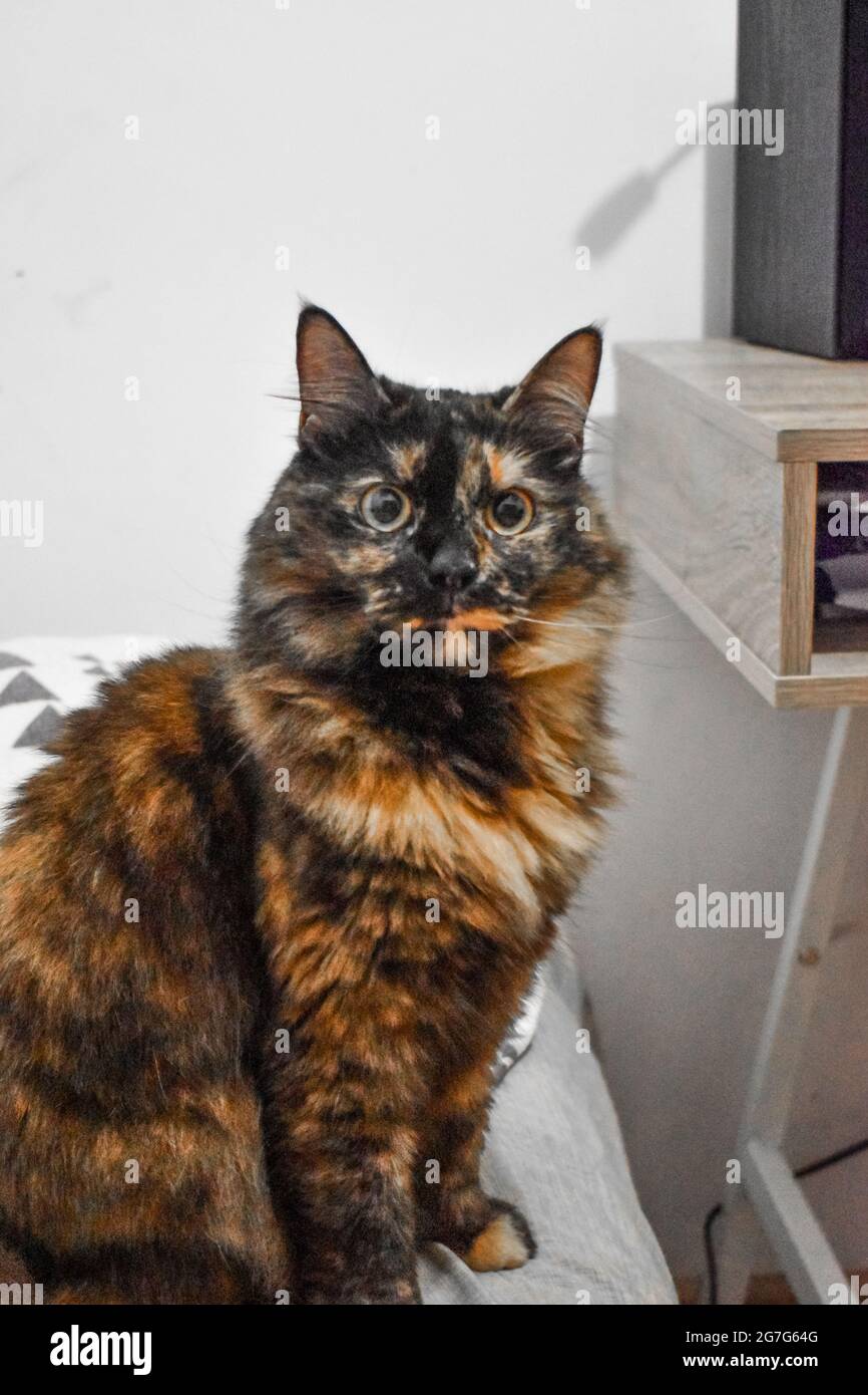 Vertical shot of a fluffy and funny cat Stock Photo - Alamy