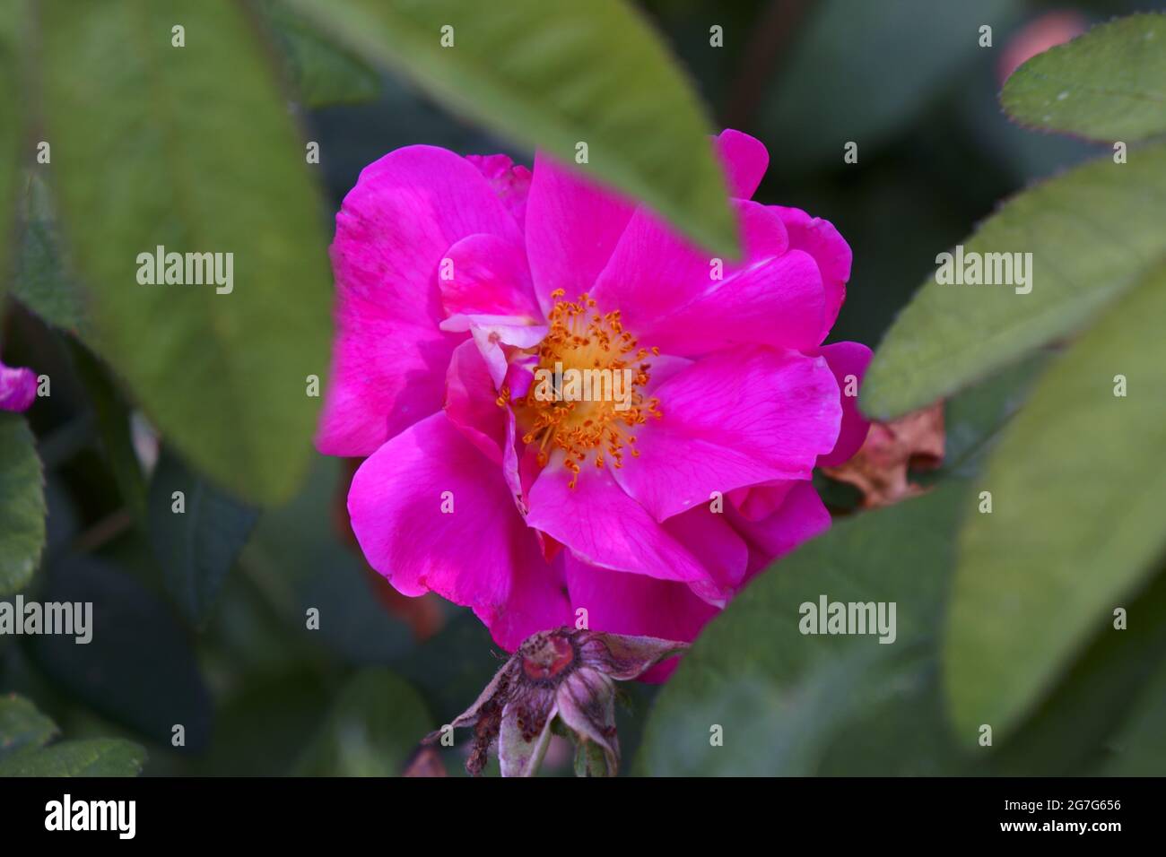 One raspberry cutout hi-res stock photography and images - Alamy