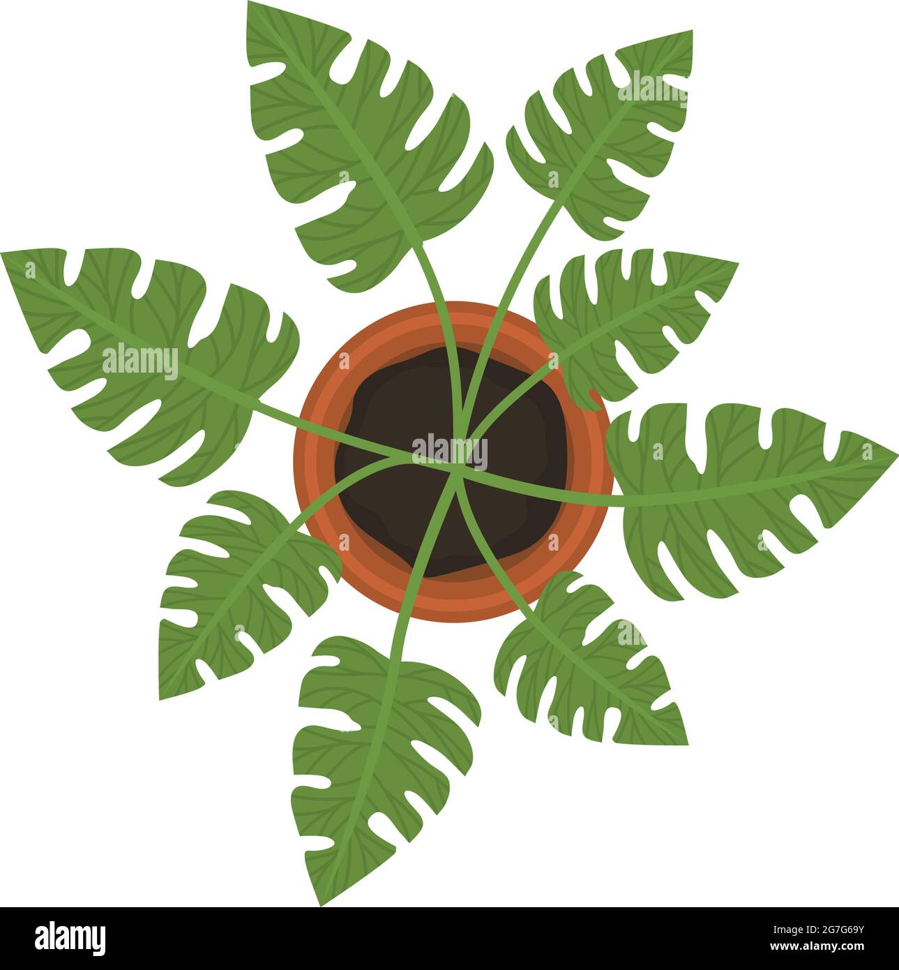 monstera plant design Stock Vector Image & Art - Alamy