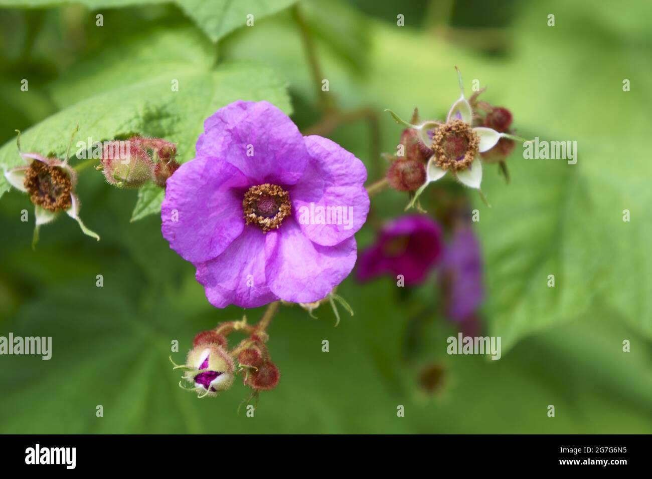Rubus odoratus hi-res stock photography and images - Alamy