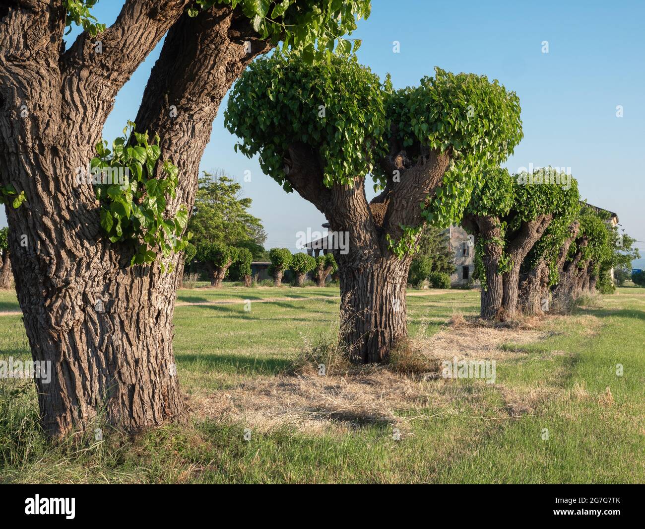 Series of Trees in a Row with Many Green Leaves Growing on Broken ...