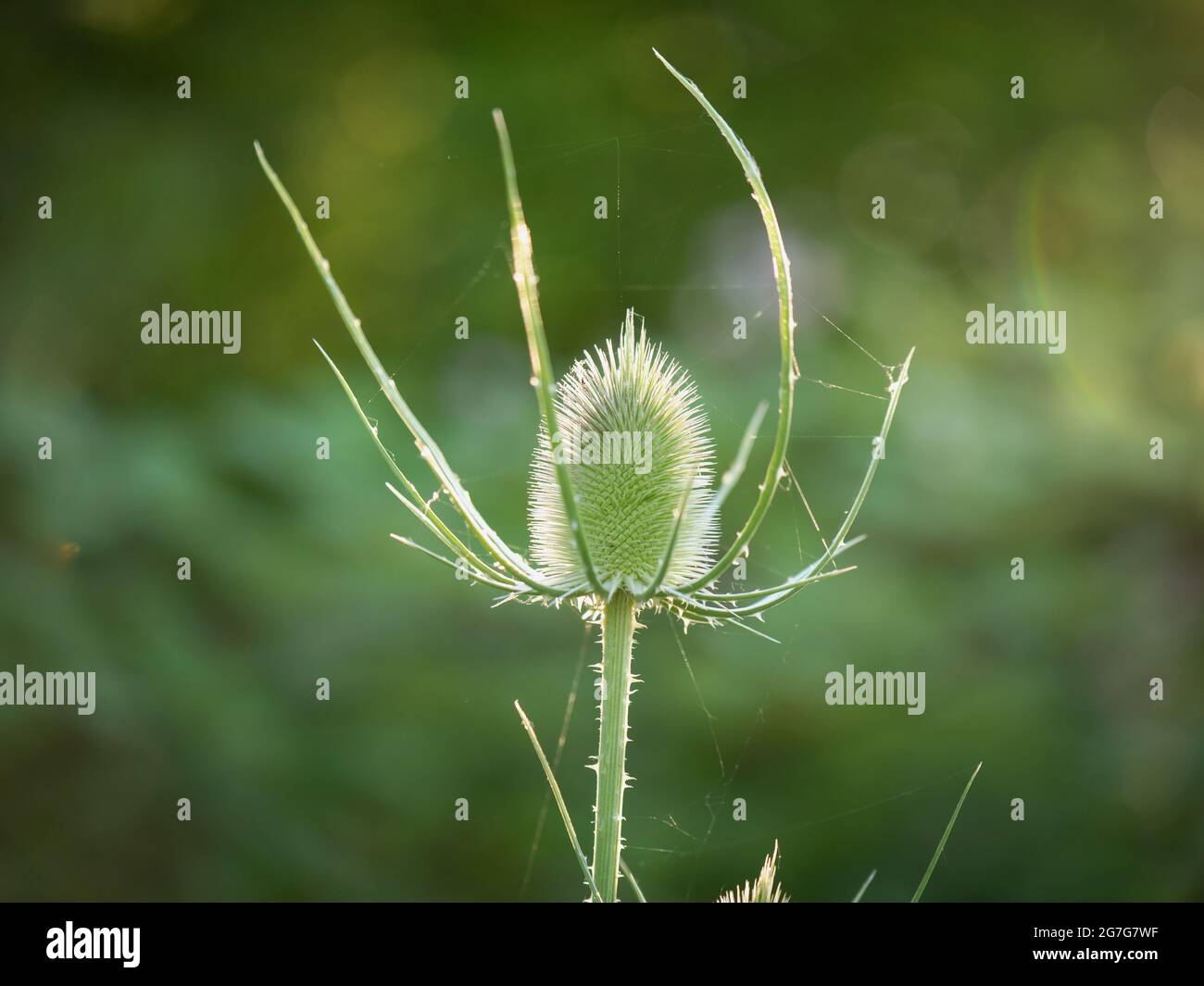 Dipsacus, Green Flowering Plant: Teasel with Prickly Stem Stock Photo ...