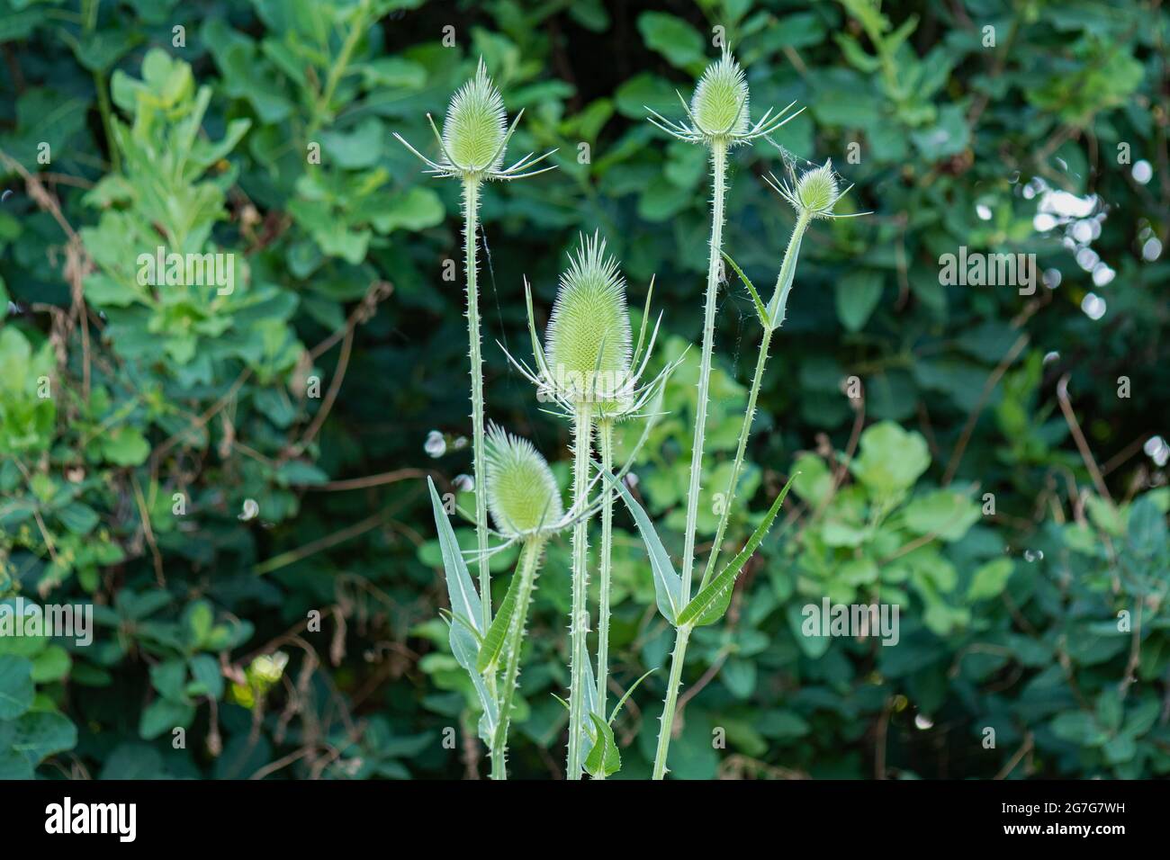 Dipsacus, Green Flowering Plant: Teasel with Prickly Stem Stock Photo ...