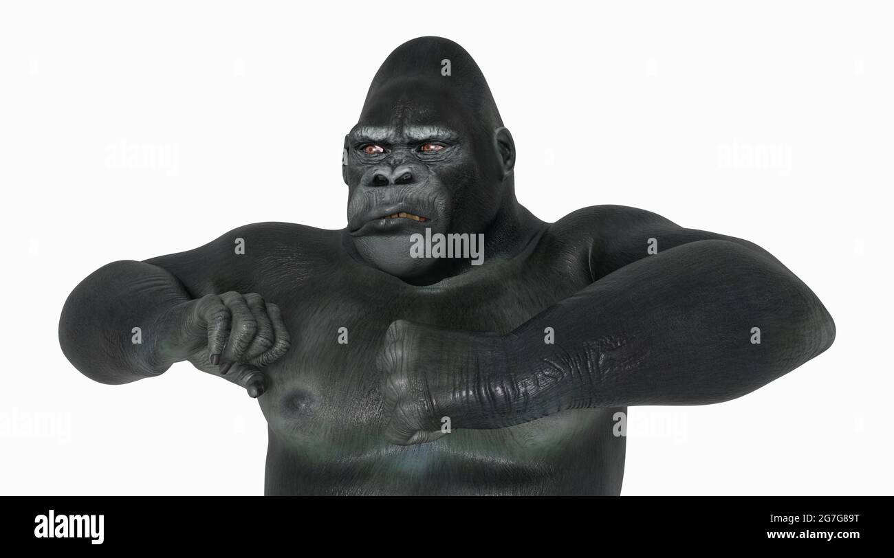 Upper body of a Gorilla isolated on white background Stock Photo - Alamy
