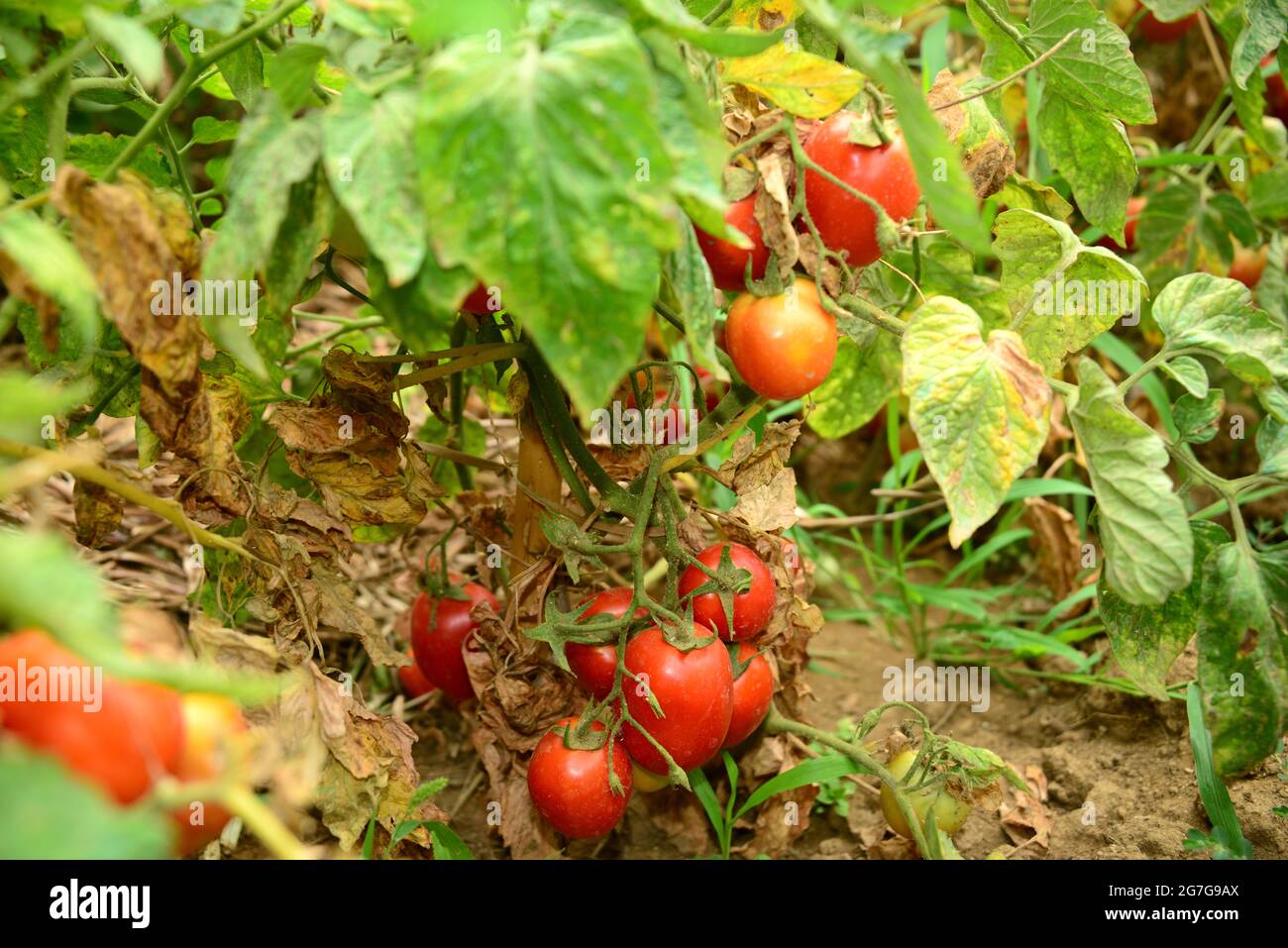 Tomato plant, its berries, with their characteristic red color, are ...