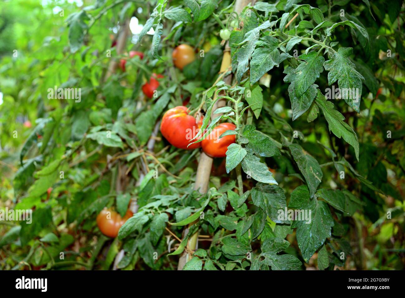 Tomato plant, its berries, with their characteristic red color, are ...