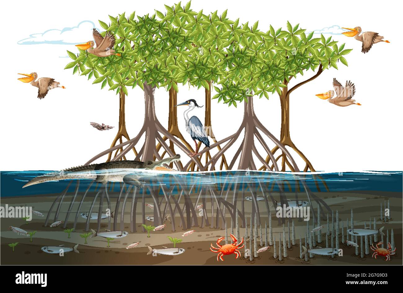 Mangrove forest scene with animals in the water illustration Stock ...