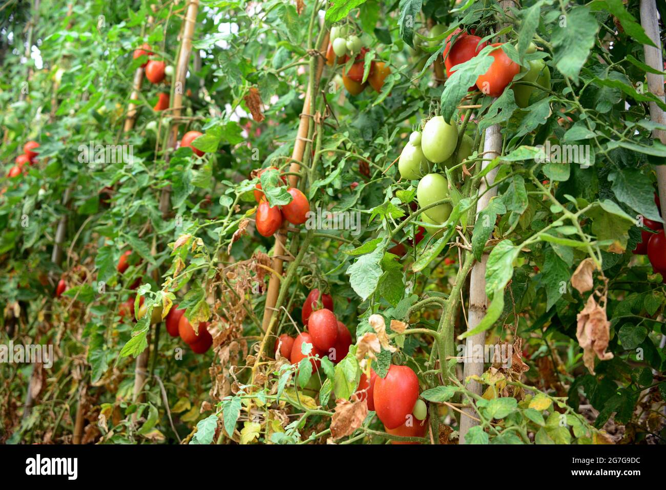 Tomato plant, its berries, with their characteristic red color, are ...