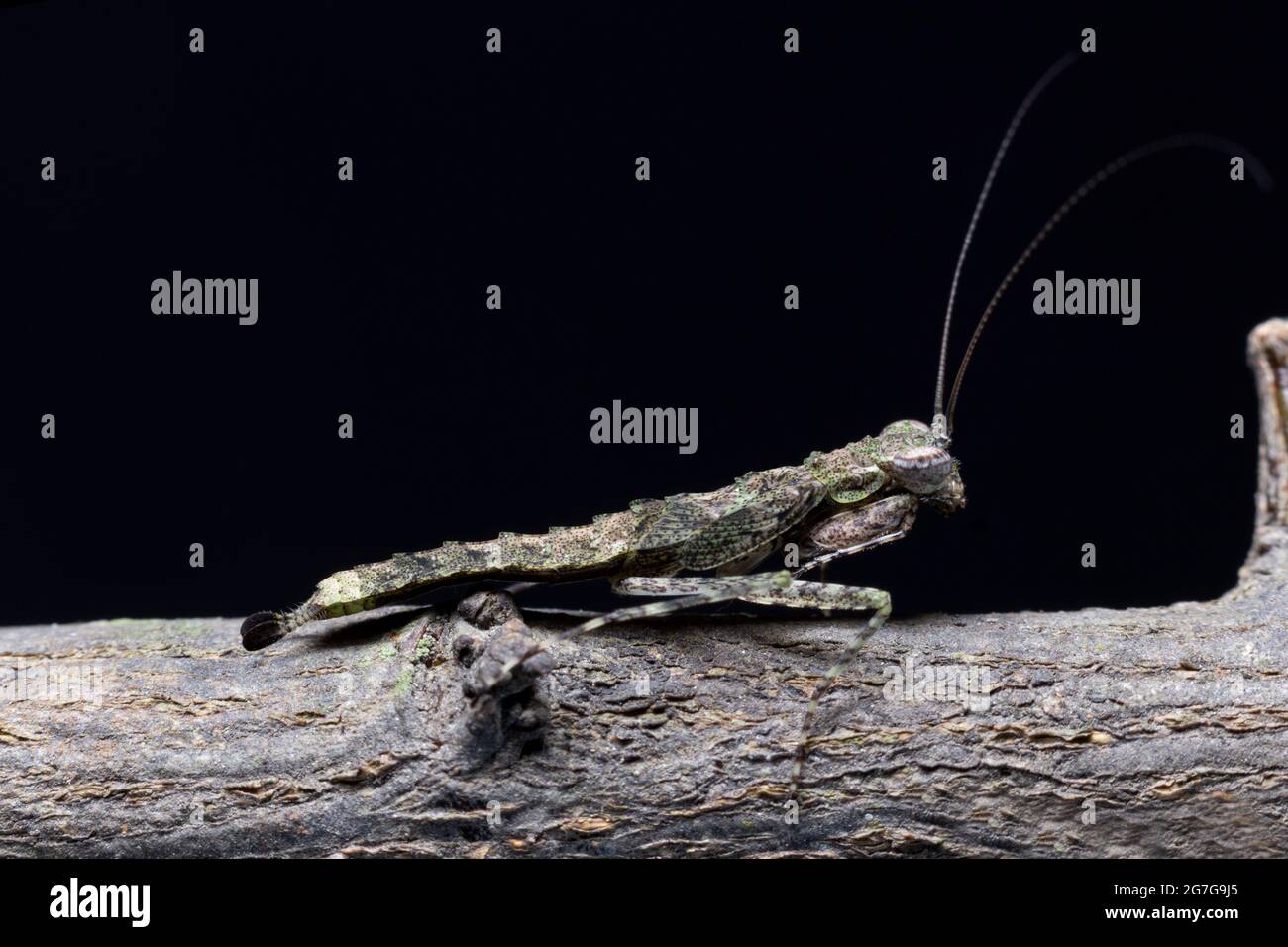 Juvenile praying mantis brown hi-res stock photography and images - Alamy