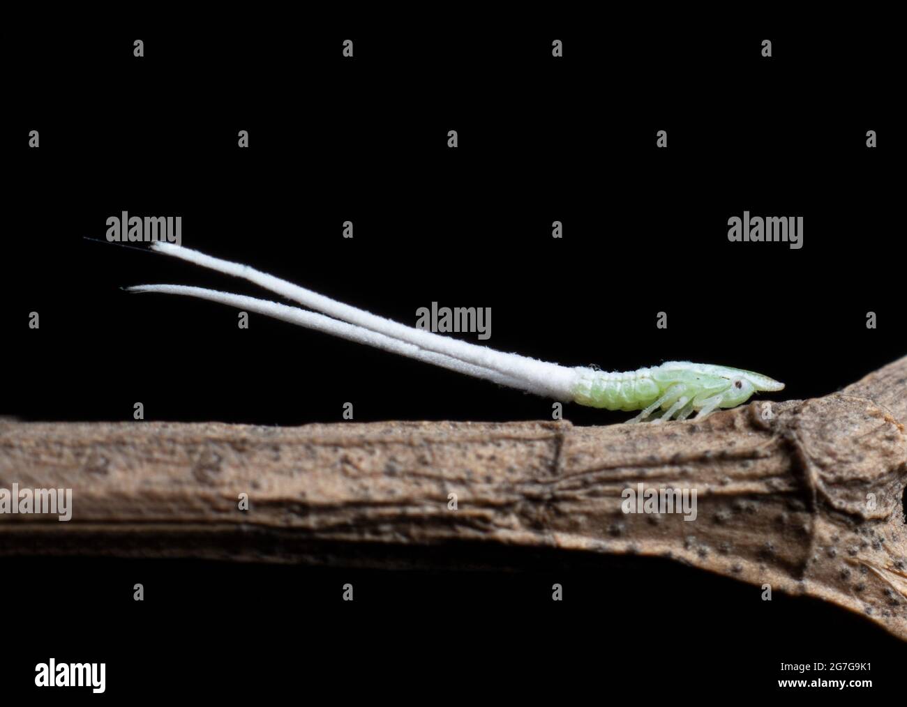Leaf-hopper Nymph with Long Tails Stock Photo - Alamy