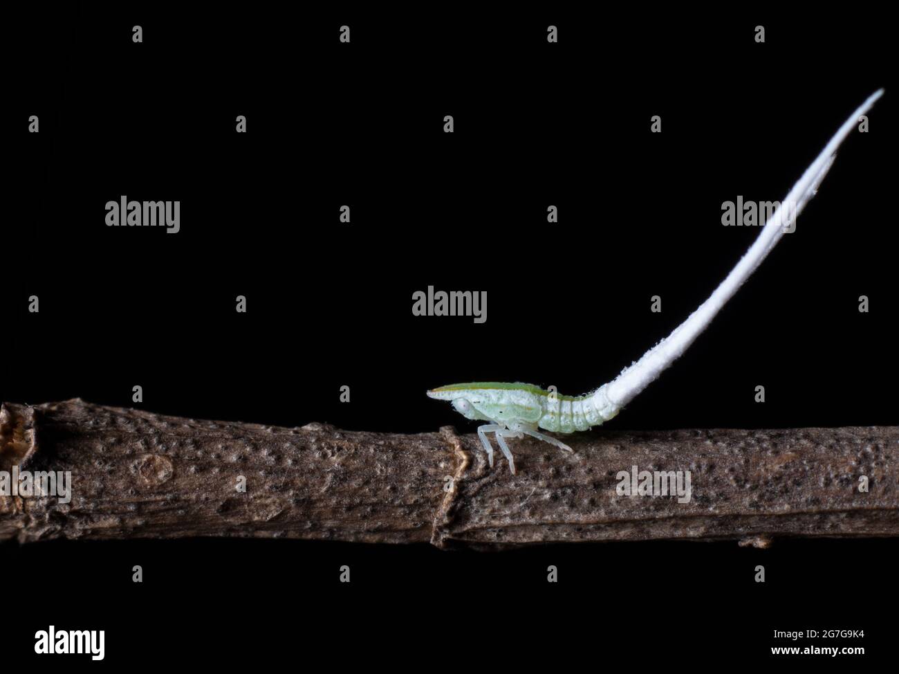 Leaf-hopper with beautiful Long Tails Stock Photo - Alamy
