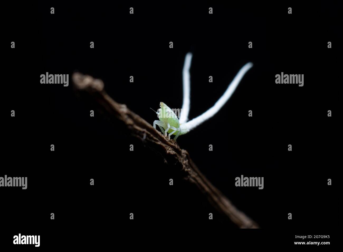 Leaf-hopper with Long Tails Stock Photo - Alamy