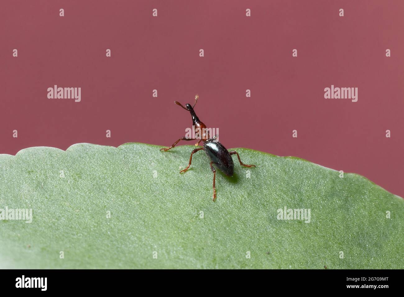 Sweet Potato Weevil in green leaf Stock Photo - Alamy