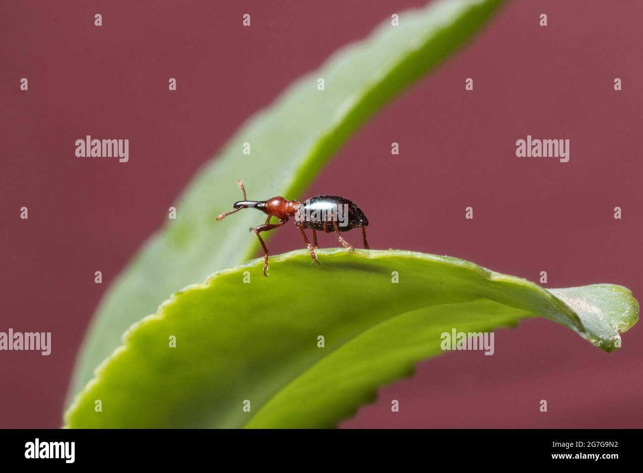 Sweet potato weevil hi-res stock photography and images - Alamy