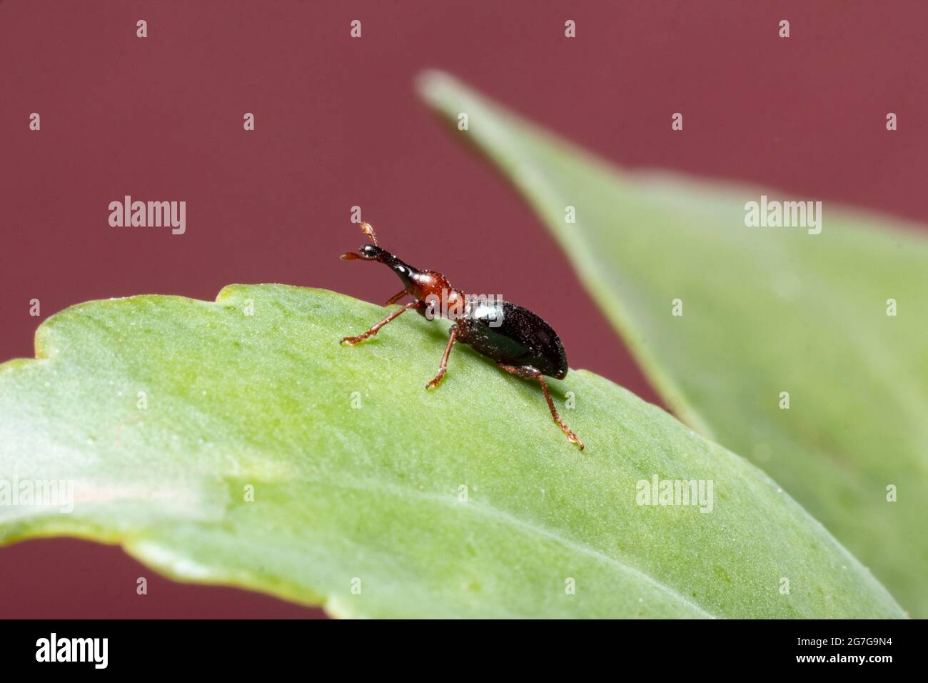 Sweet Potato Weevil stock photo Stock Photo - Alamy