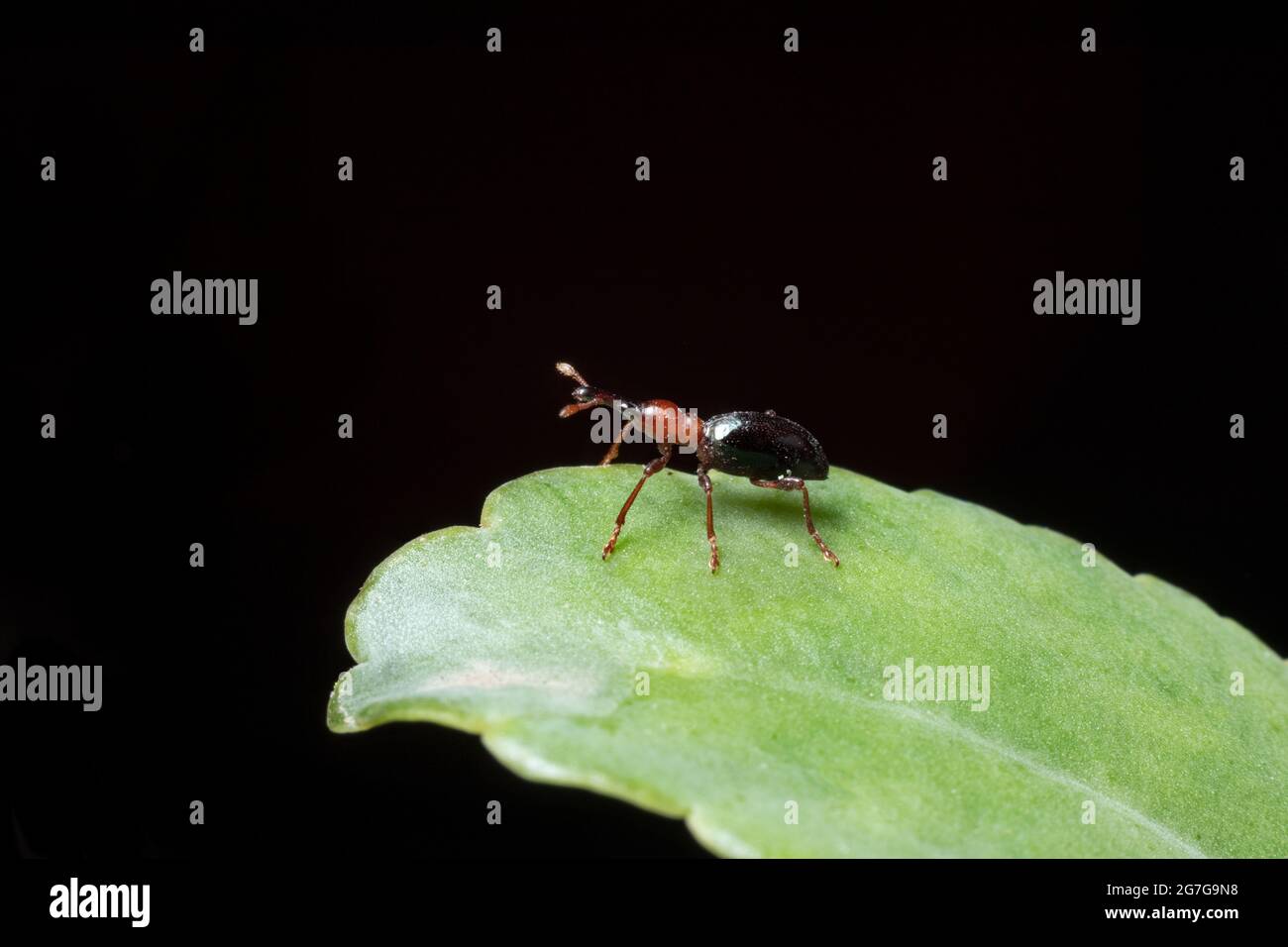 Sweet Potato Weevil Stock Photo - Alamy