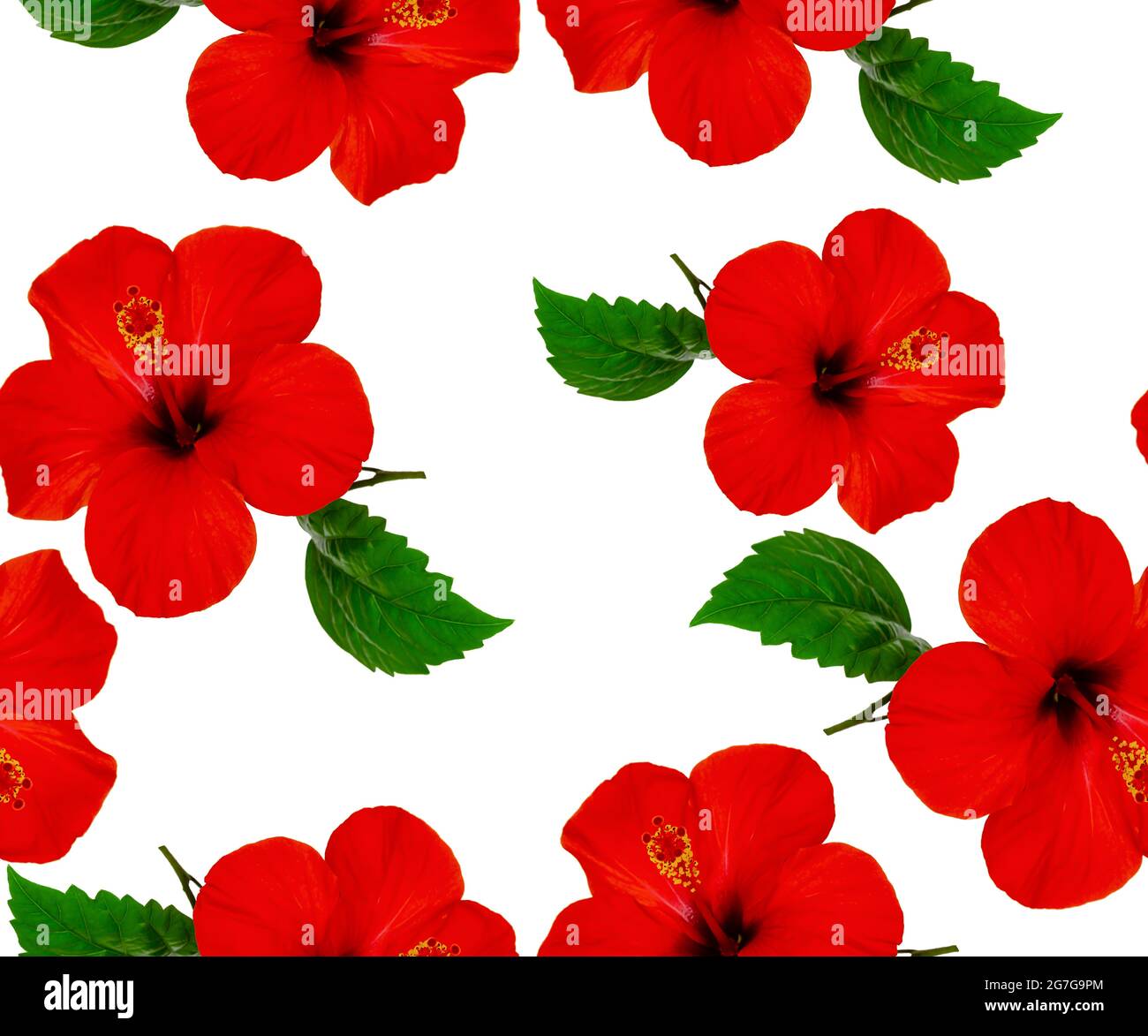 Red Hibiscus Background
