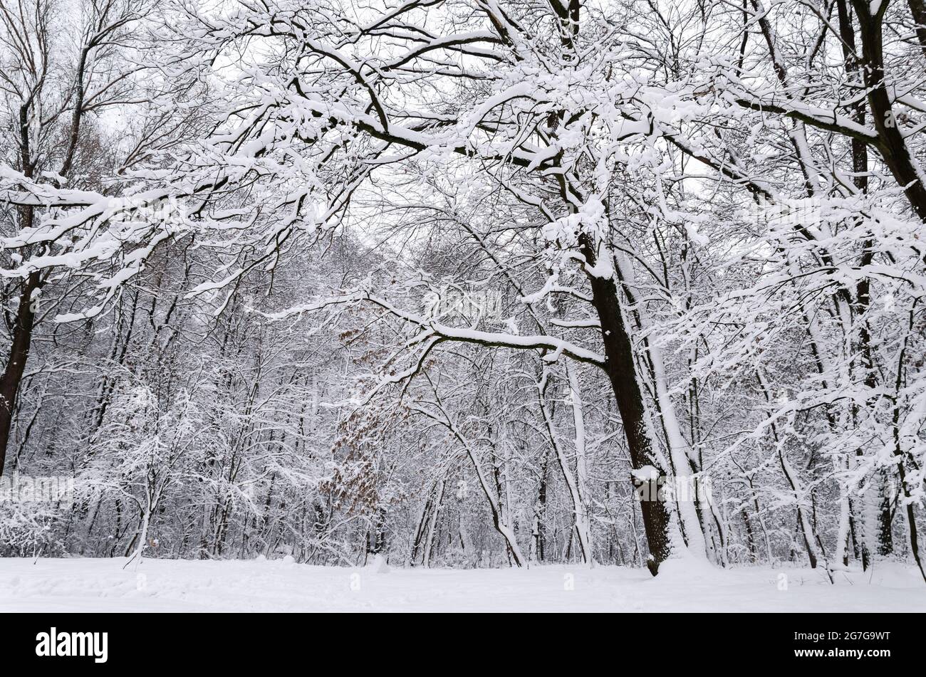 winter landscape with trees in white snow, winter landscape background ...
