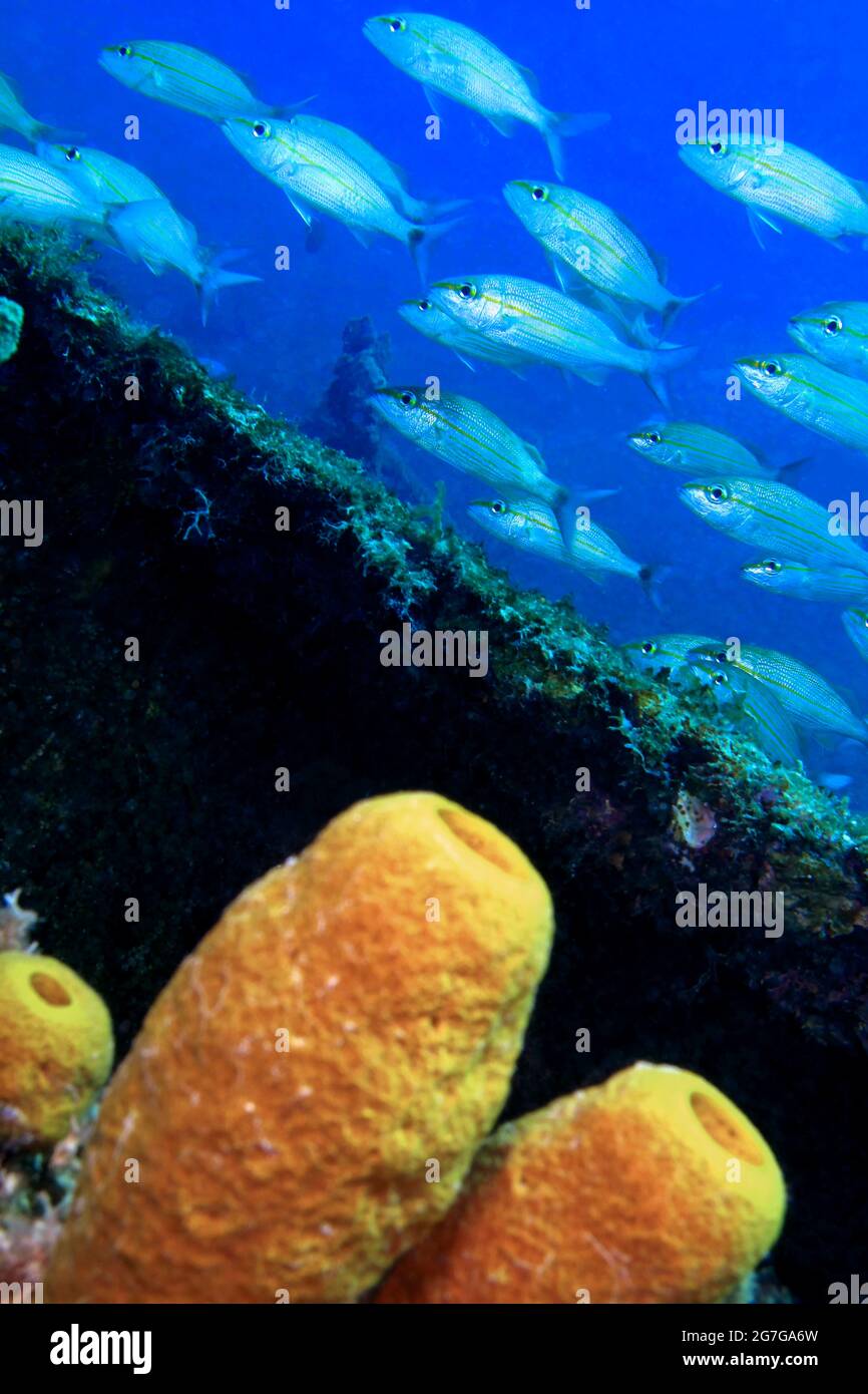 Giant tube sponge hi-res stock photography and images - Alamy