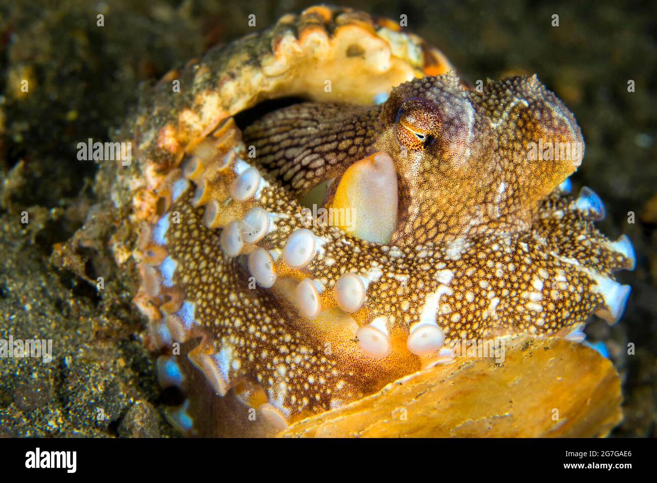 Coconut Octopus, Amphioctopus marginatus, Lembeh, North Sulawesi ...