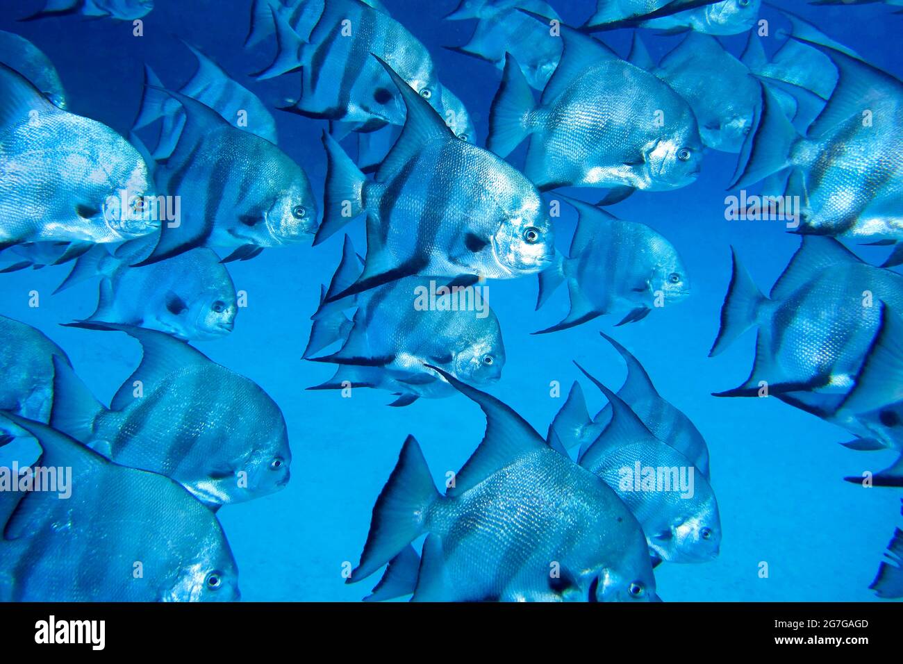 Atlantic spadefish caribbean hi-res stock photography and images - Alamy