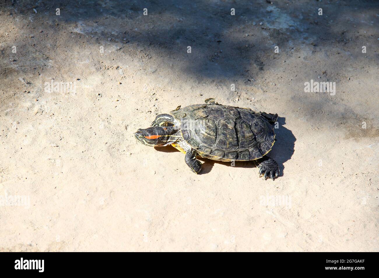 Land turtle in natural hi-res stock photography and images - Alamy