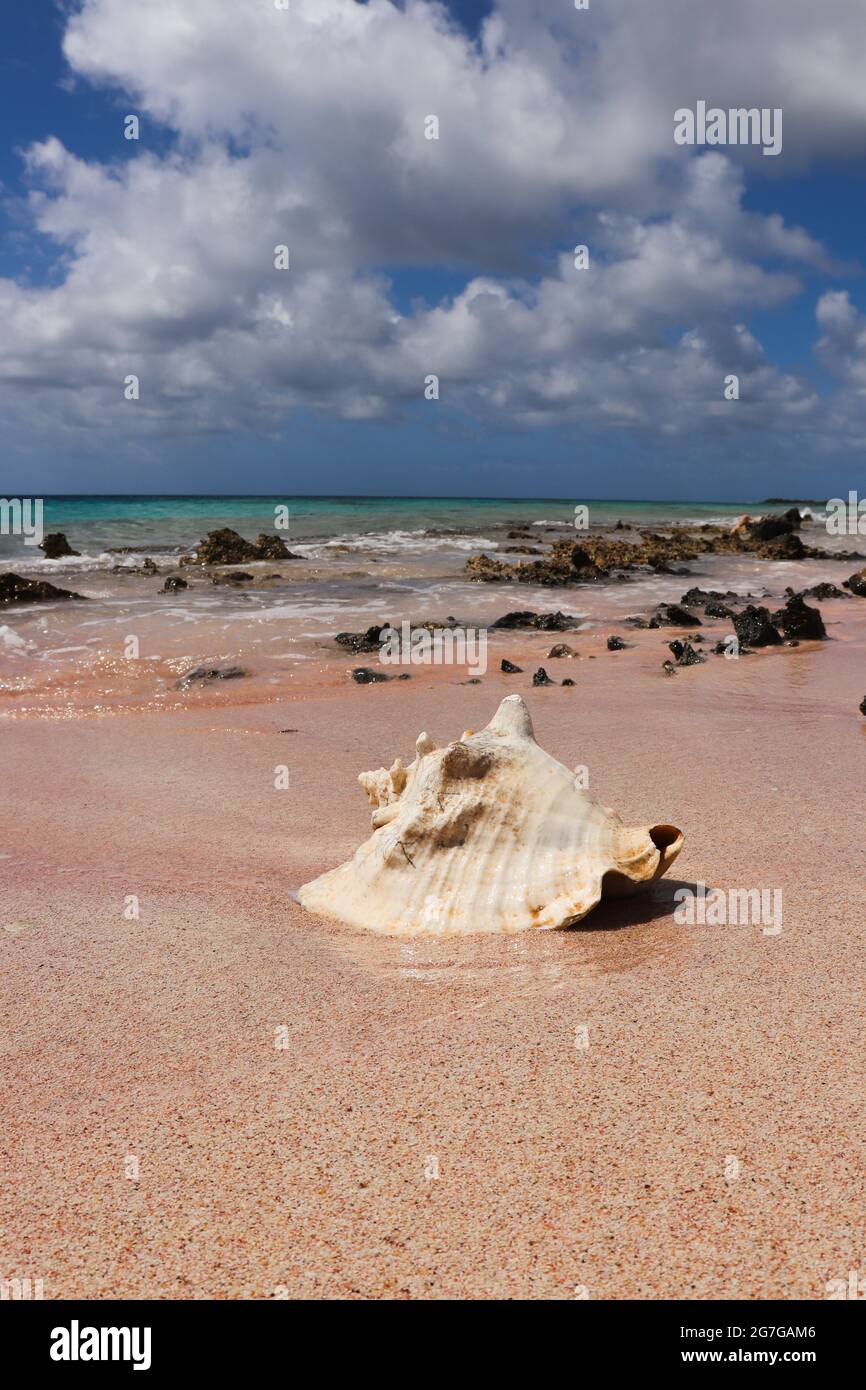 Big shell hi-res stock photography and images - Alamy