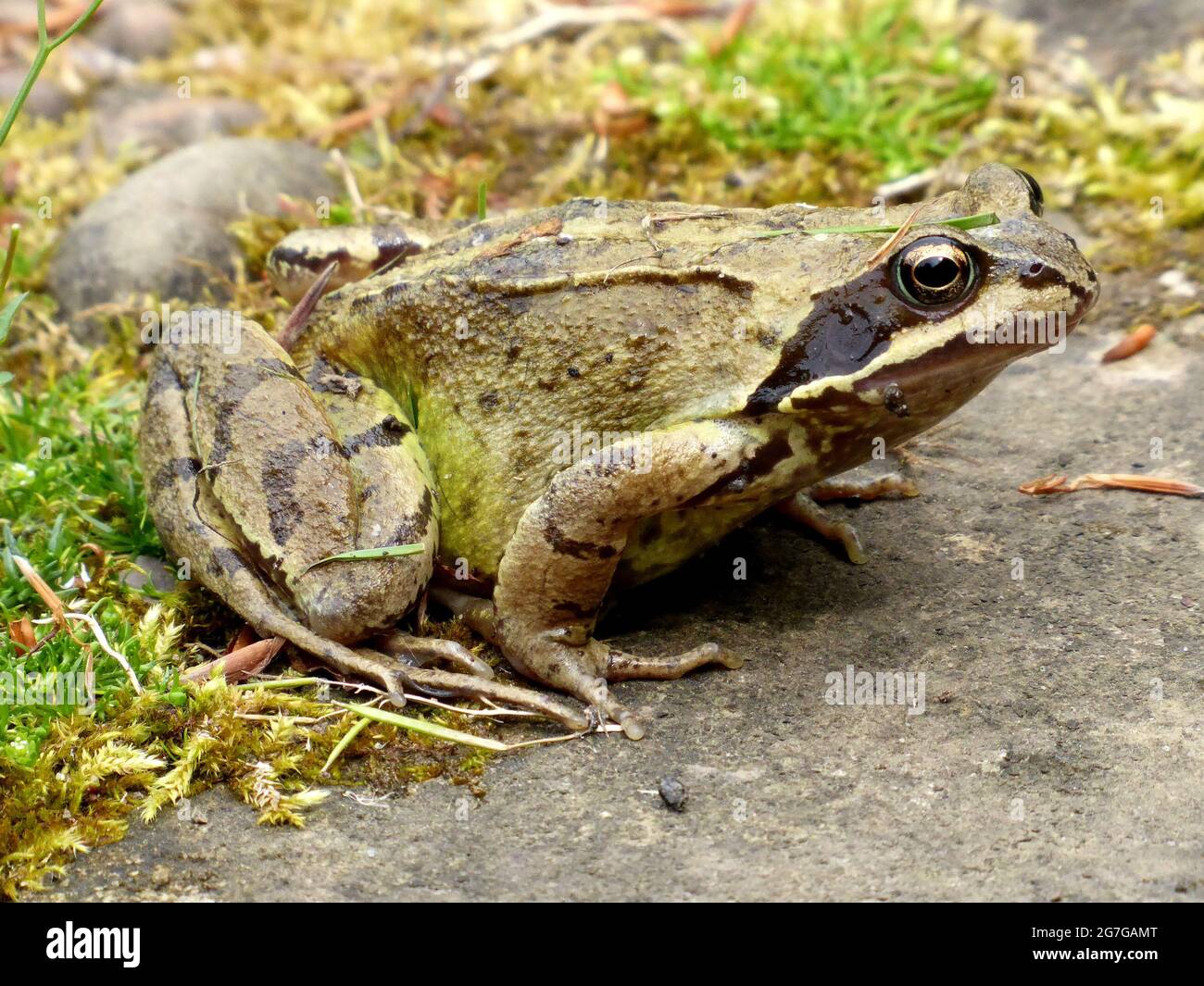 Common frog in the garden Stock Photo - Alamy