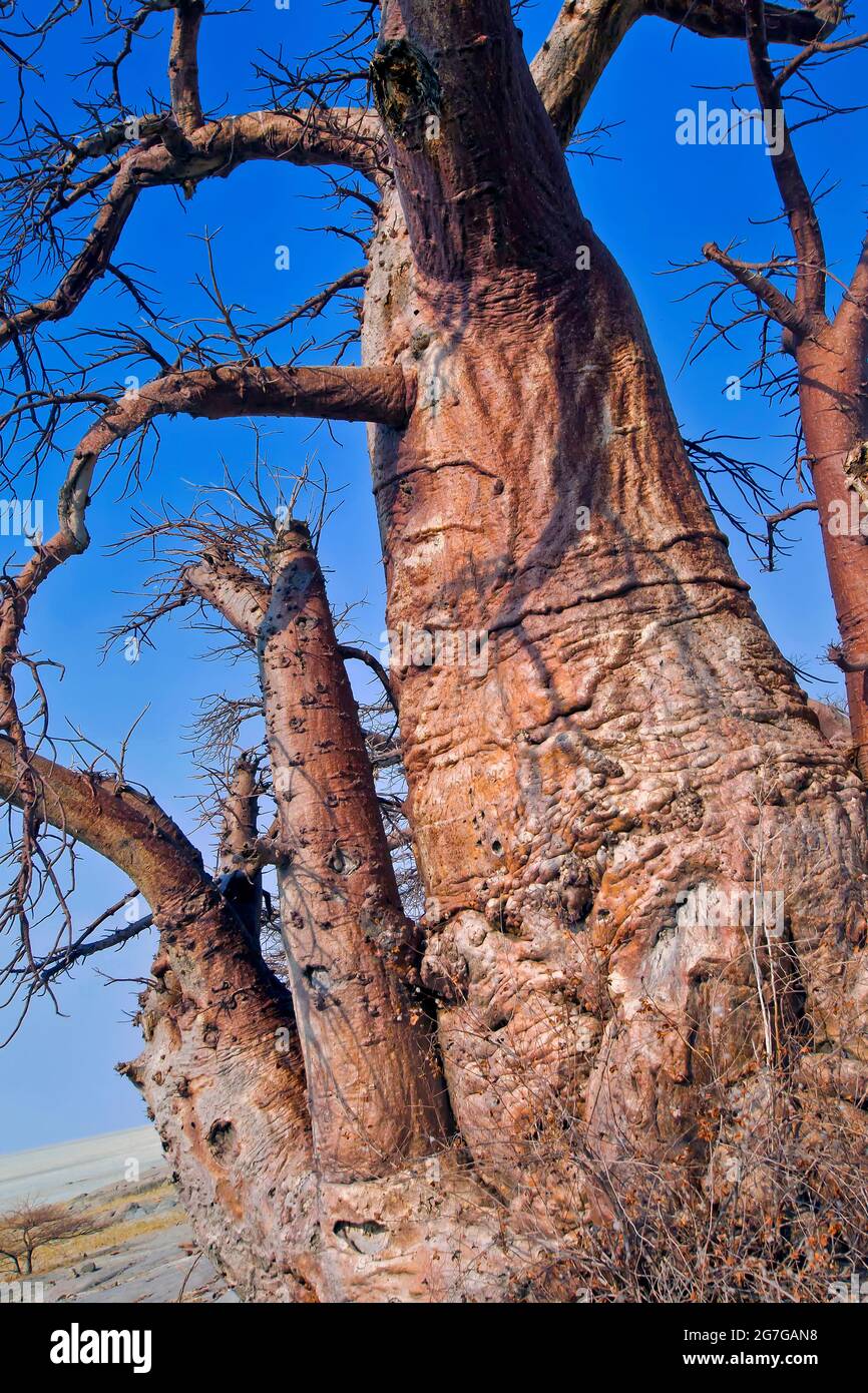 Baobab Tree, Adansonia digitata, Chobe National Park, Botswana, Africa ...