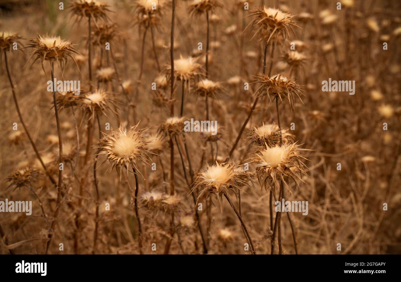 Dry thistle plants/wild flowers in the field Stock Photo - Alamy
