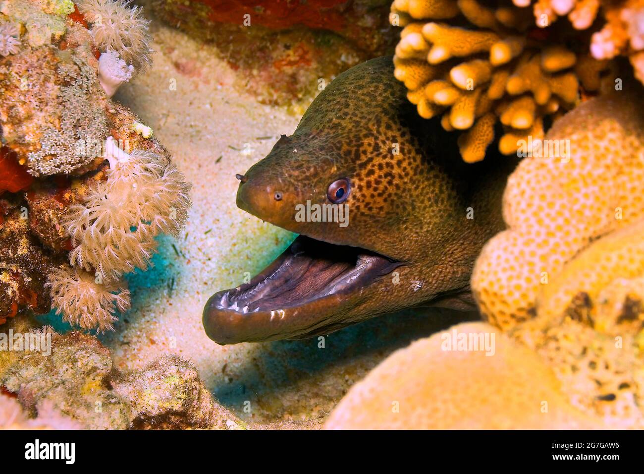 Giant Moray, Moray Eel, Gymnothorax javanicus, Coral Reef, Red Sea ...