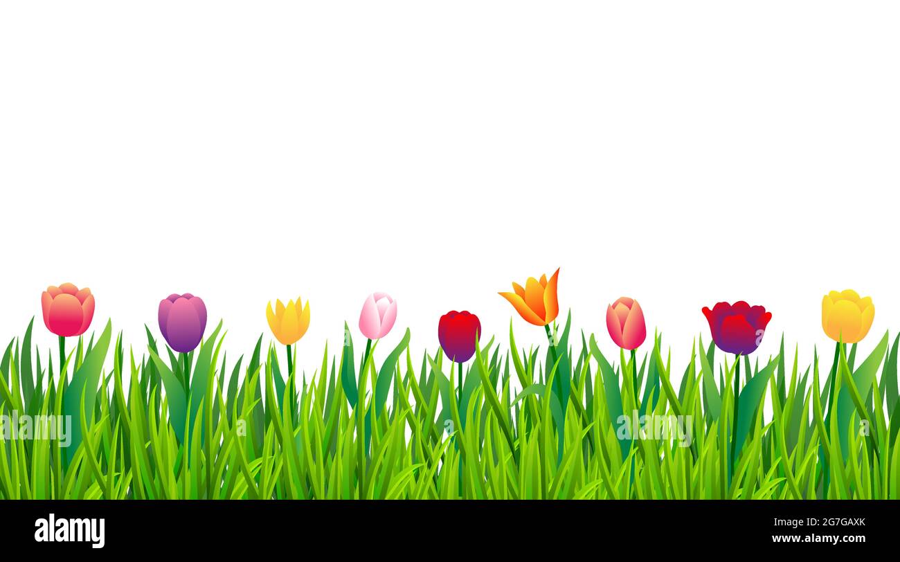 Colorful tulips with green grass isolated on white background. Vector ...