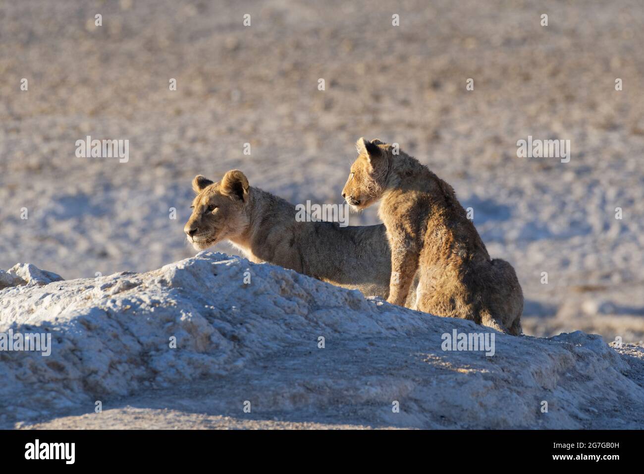 Stand out lion image hi-res stock photography and images - Alamy