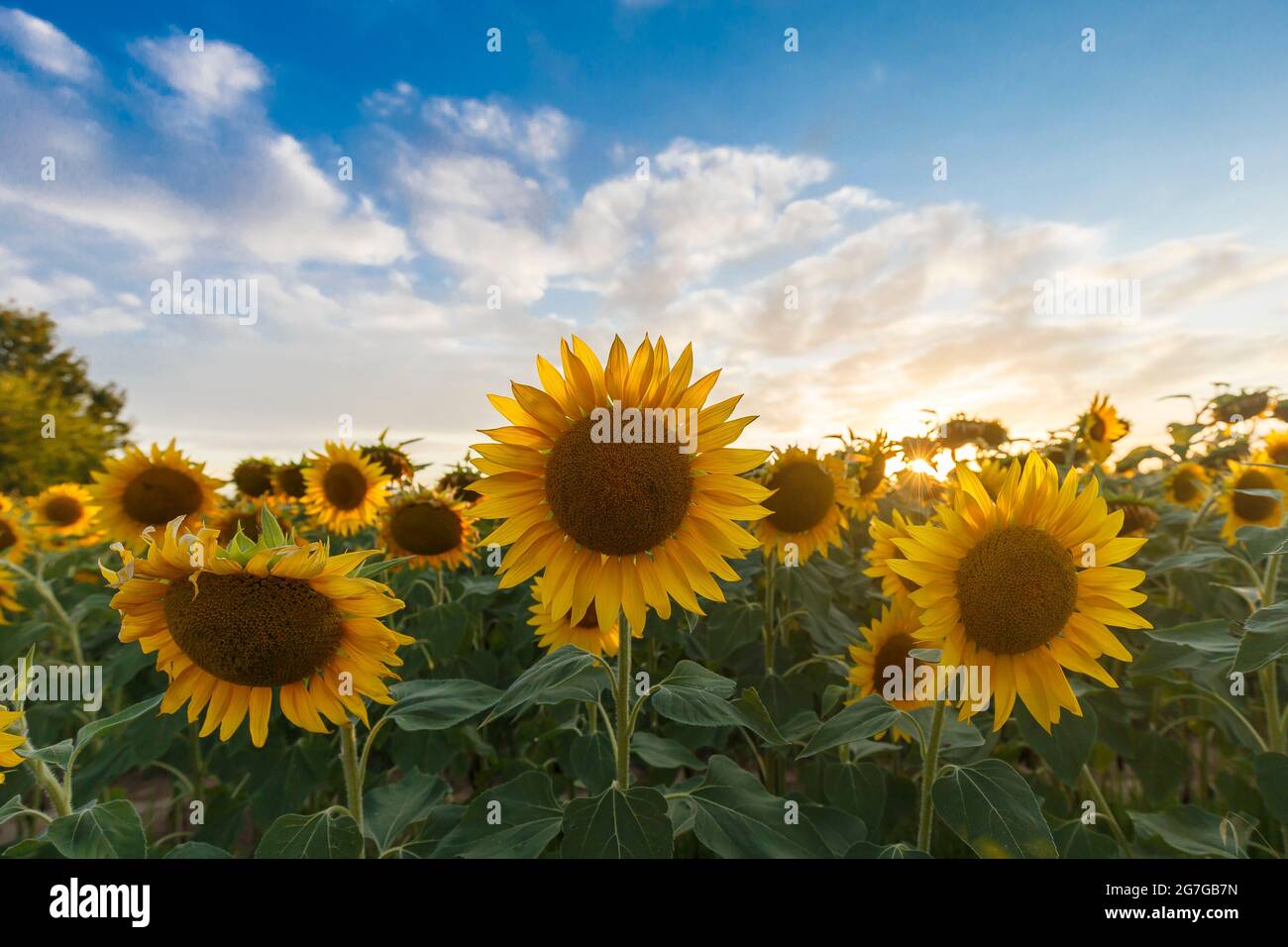 Detail of a sunflower field during sunset, no people are visible Stock ...