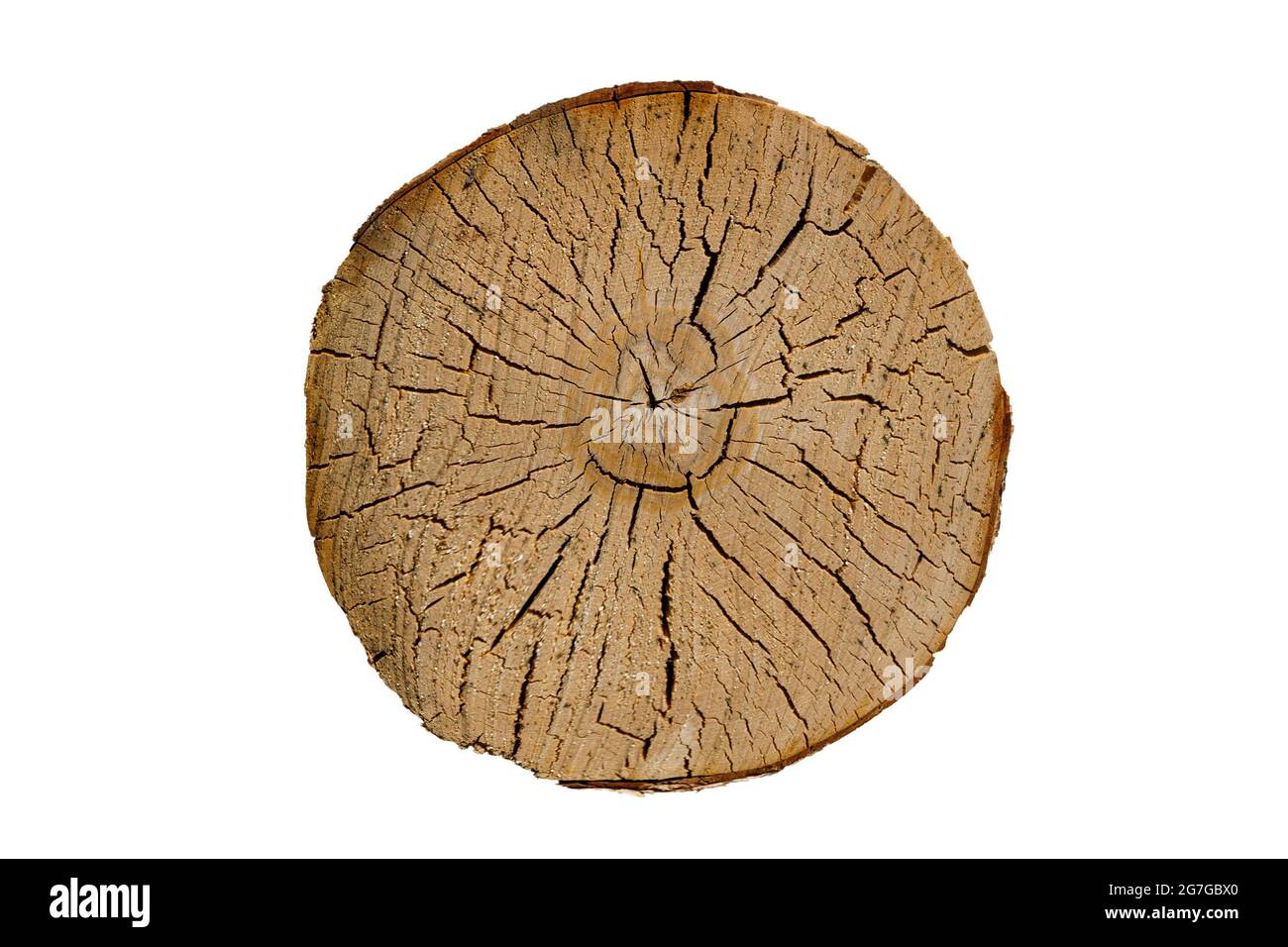 birch trunk with cracks. wood texture. round cut tree isolated on white ...