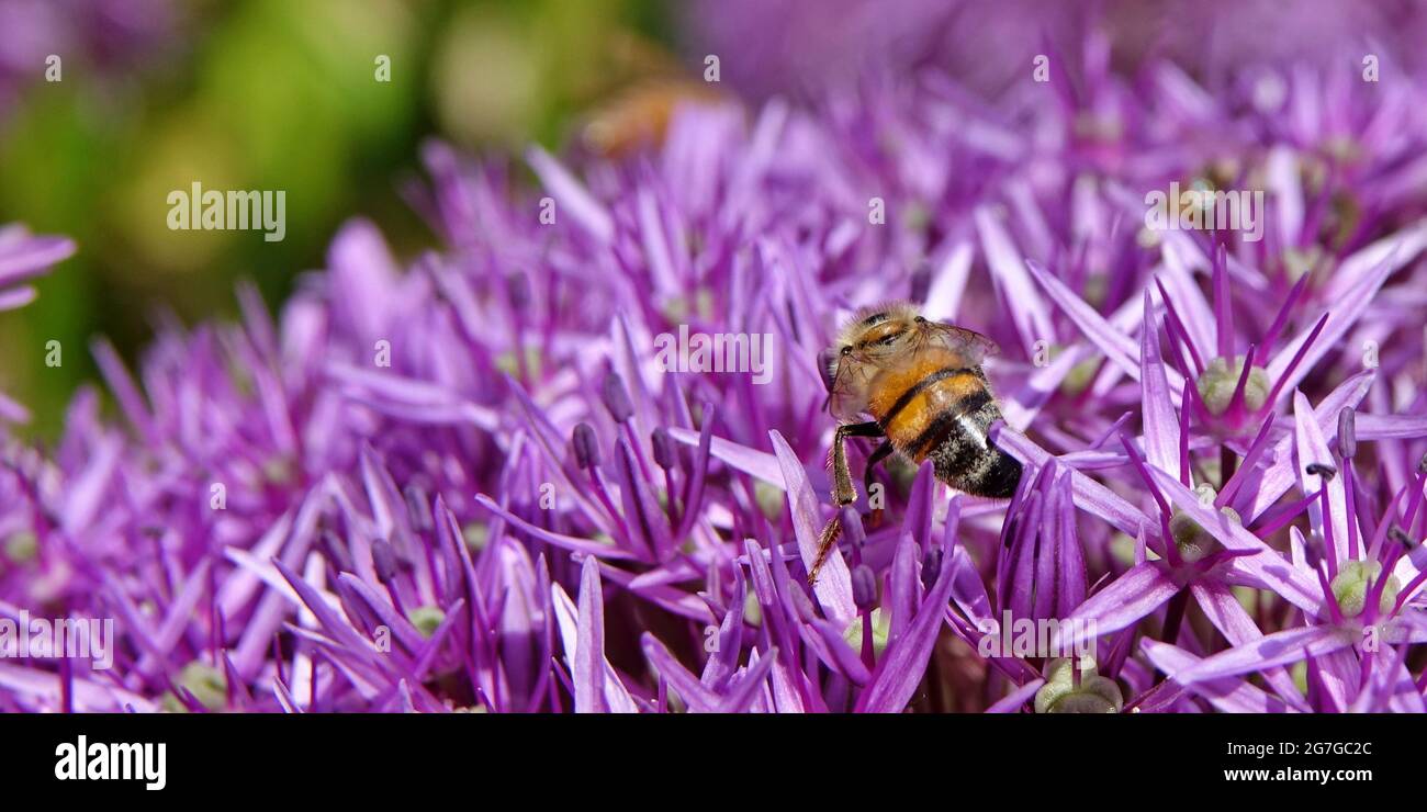 A honey bee on a giant onion (Allium Giganteum) in bloom. Allium ...