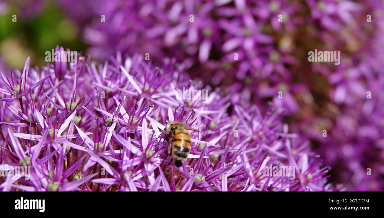 A honey bee on a giant onion (Allium Giganteum) in bloom. Allium ...