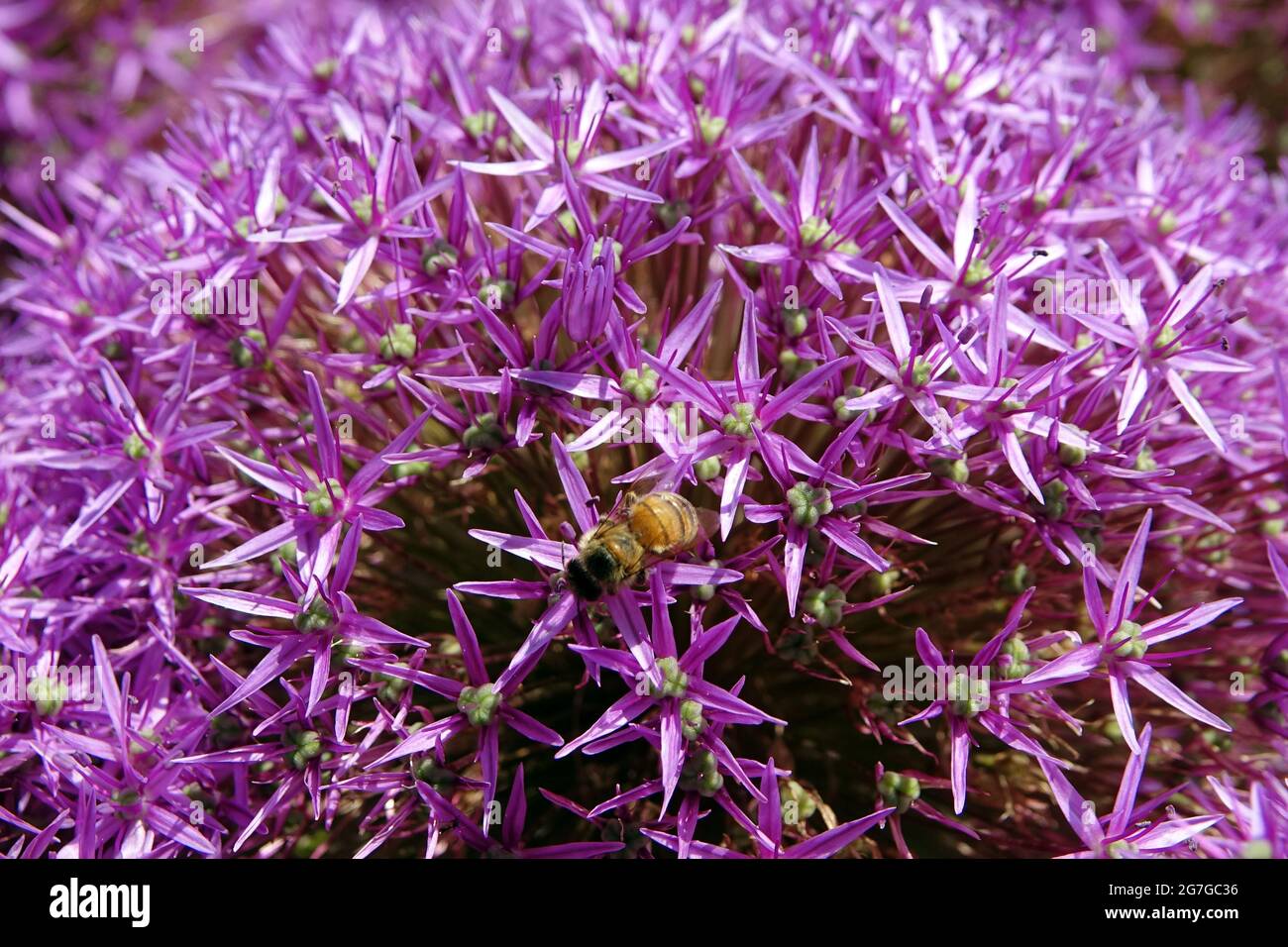 A honey bee on a giant onion (Allium Giganteum) in bloom. Allium ...