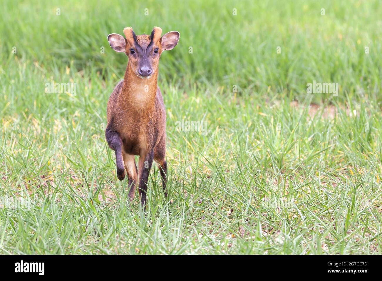 Reeves muntjac hi-res stock photography and images - Alamy