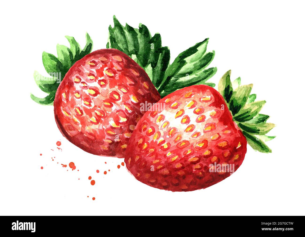 Red berries strawberry. Watercolor hand drawn illustration, isolated on ...