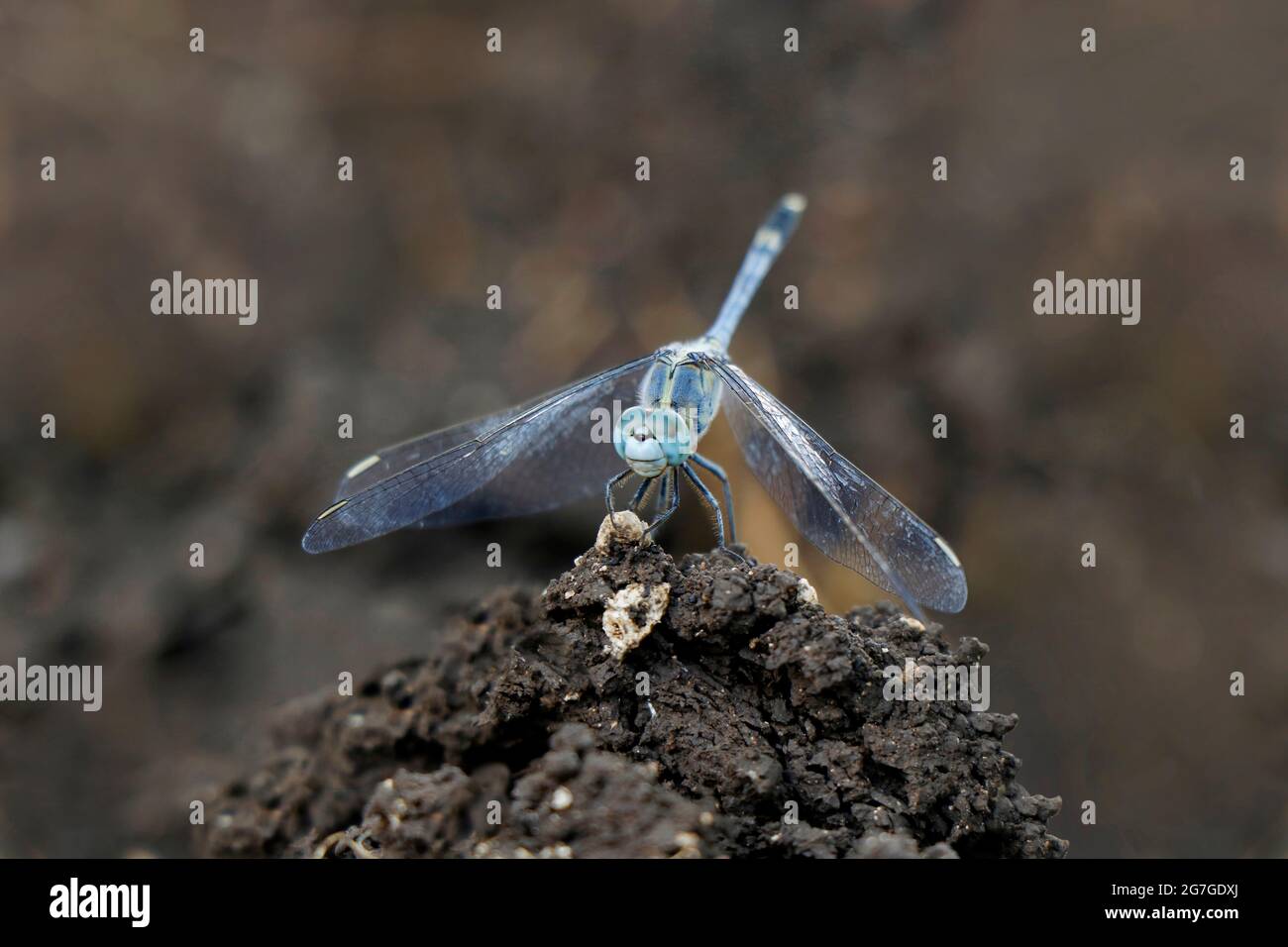 Brachythemis contaminata, ditch jewel, is a species of dragonfly in the ...
