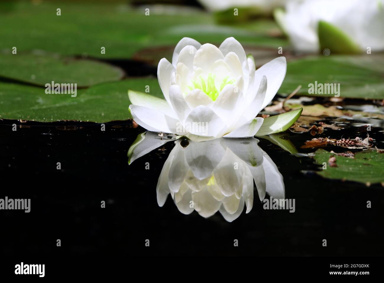 The beautiful white lotus flower or water lily reflection with the ...