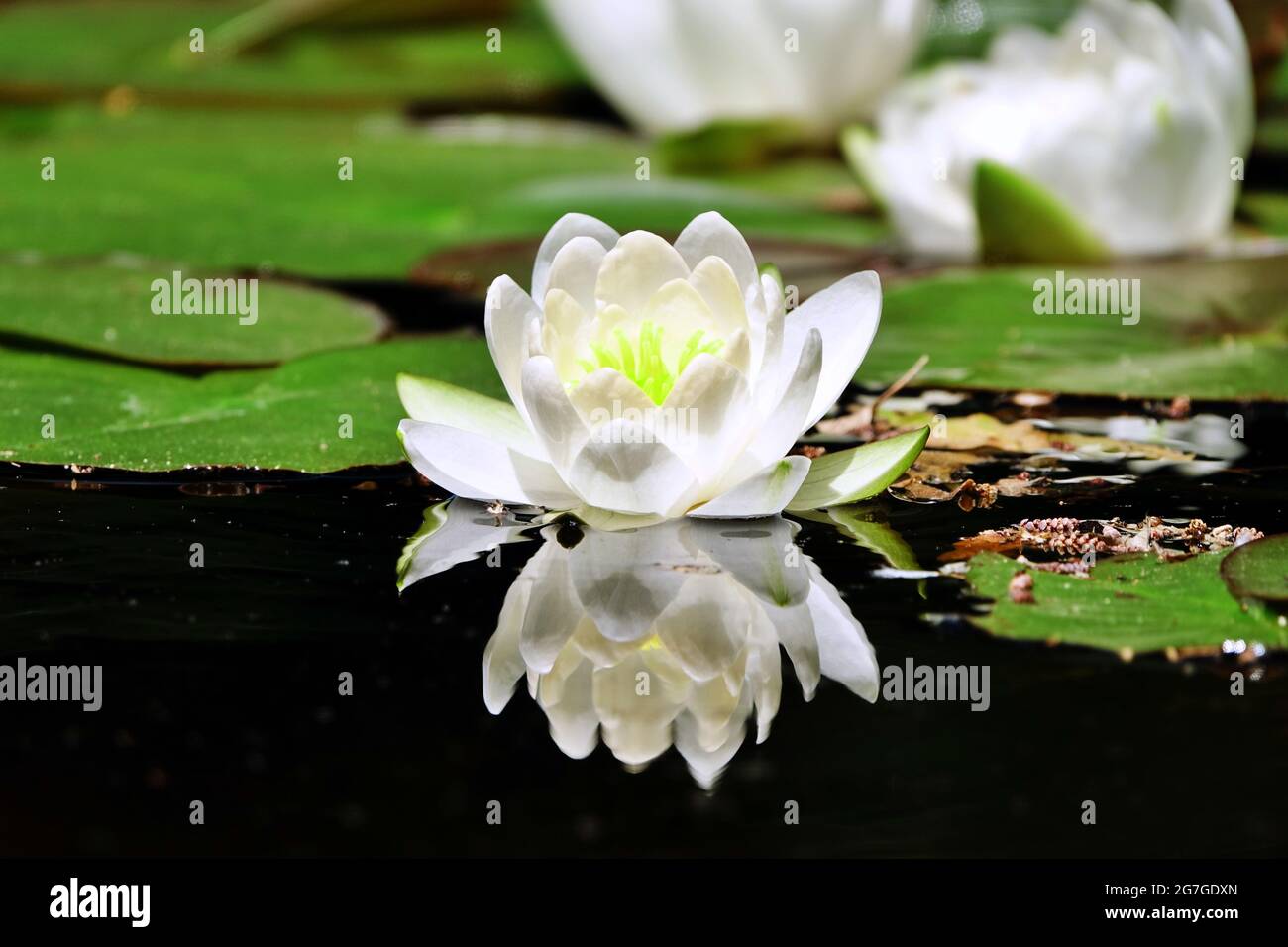 The beautiful white lotus flower or water lily reflection with the ...