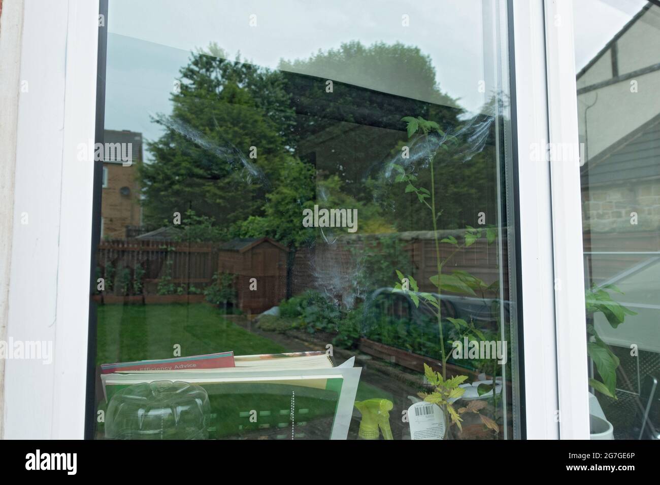 Bird hit window hi-res stock photography and images - Alamy