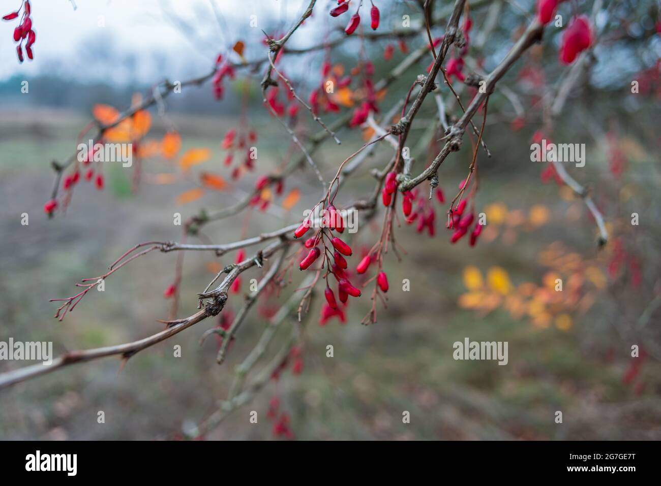 Dogberry Tree High Resolution Stock Photography and Images - Alamy