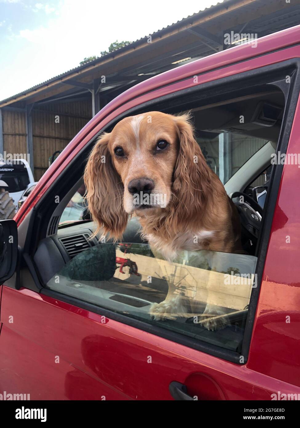 dog in car window Stock Photo - Alamy