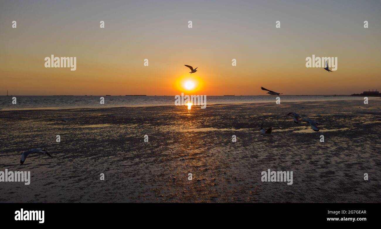 Landscape of seagulls and evening with a beautiful sunset Stock Photo ...