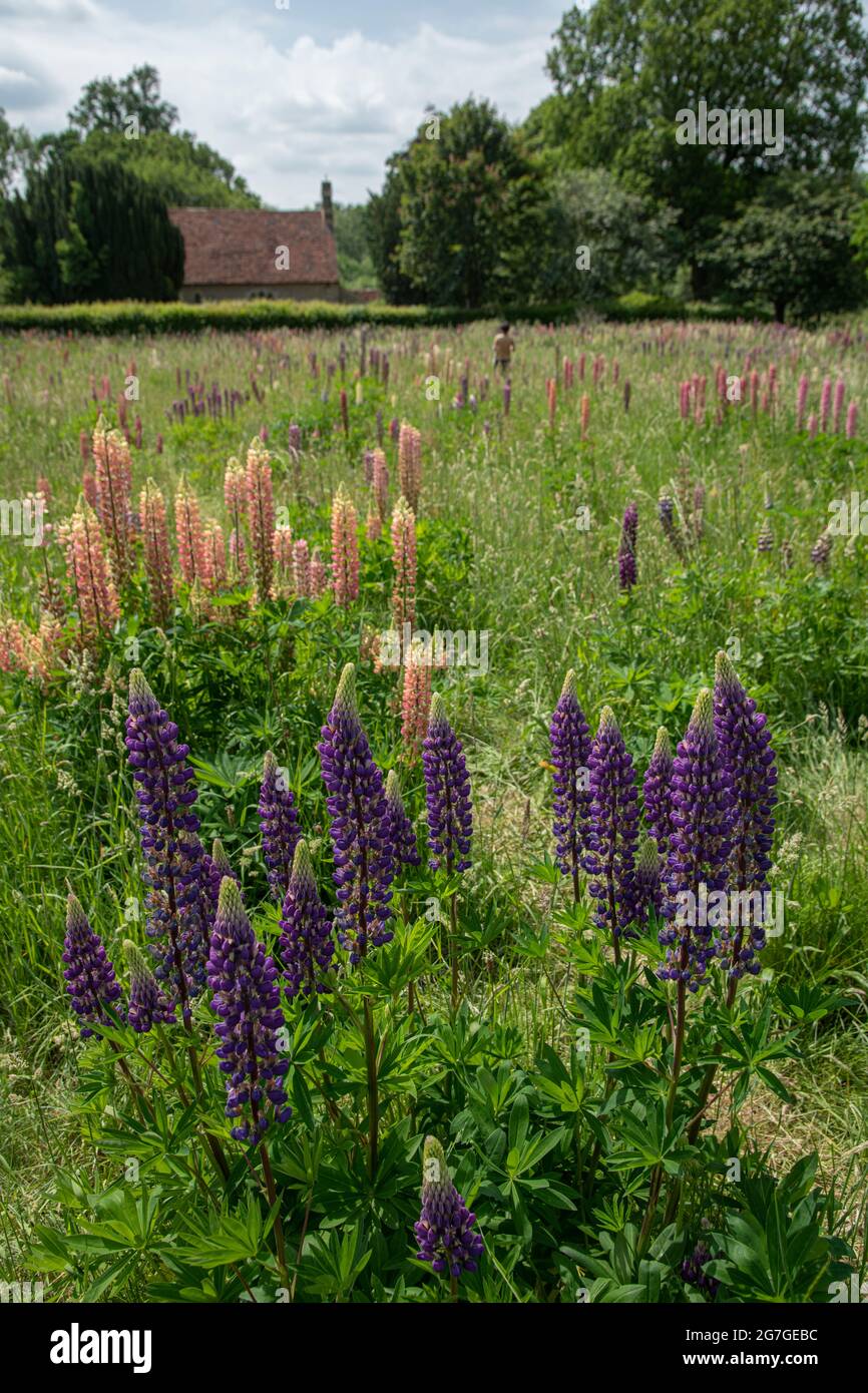 Lupin field hi-res stock photography and images - Alamy