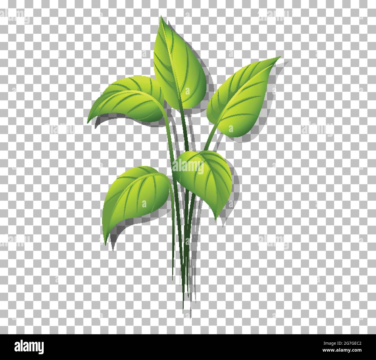 Tropical plant on transparent background illustration Stock Vector ...